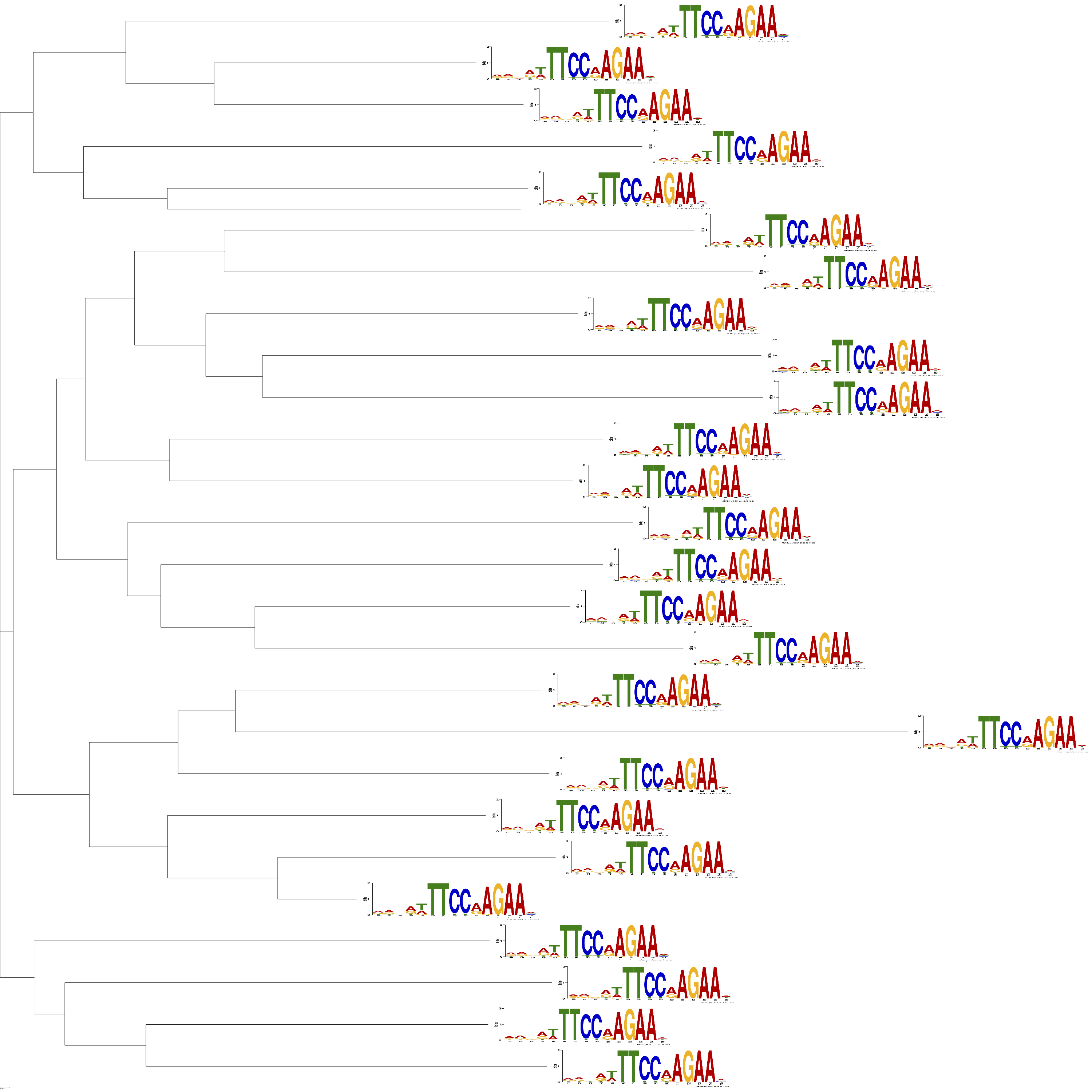Biopython Phylogenetic Tree Replace Branch Tip Labels By Sequence Logos Echemi
