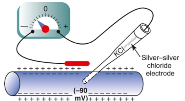 How to calculate membrane potentials? - ECHEMI