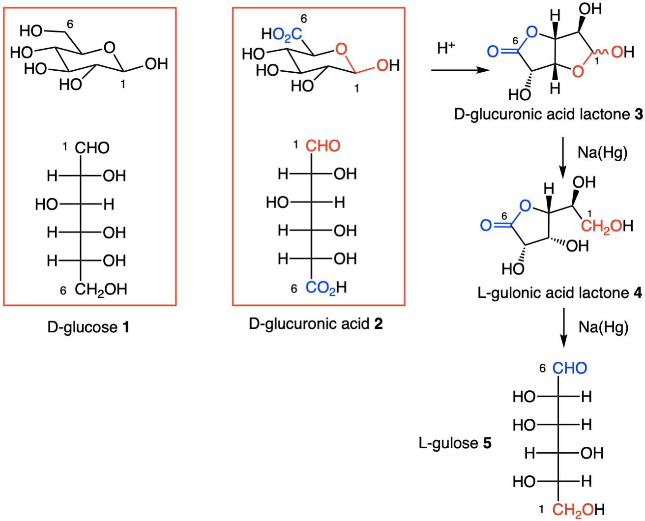 Fischer's proof of the structure of glucose - ECHEMI