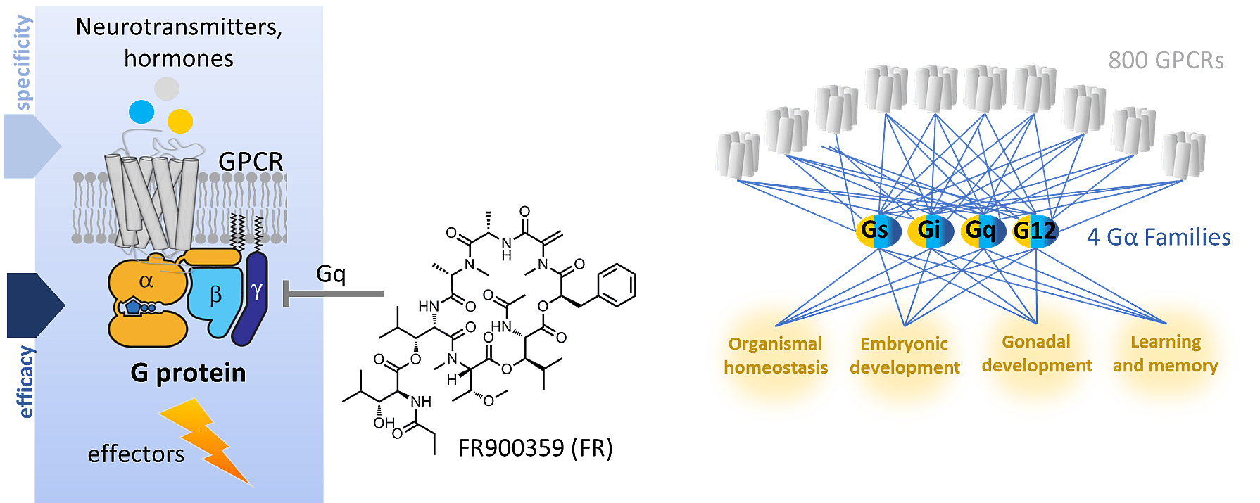 Thioesterase-mediated Side Chain Transesterification Generates Potent ...
