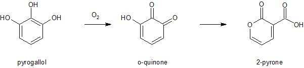 Why is oxygen absorbed in a colorless alkaline solution of pyrogallol ...