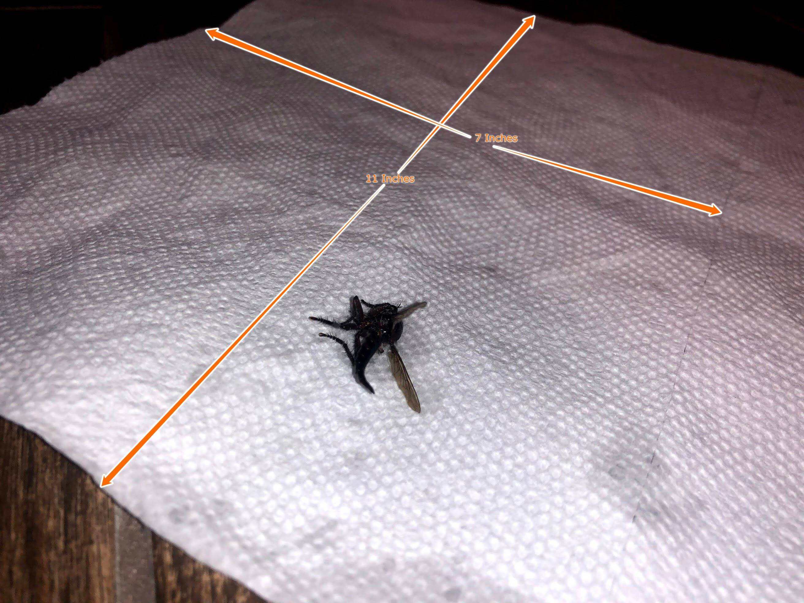 What is this giant mosquito-like insect? - ECHEMI