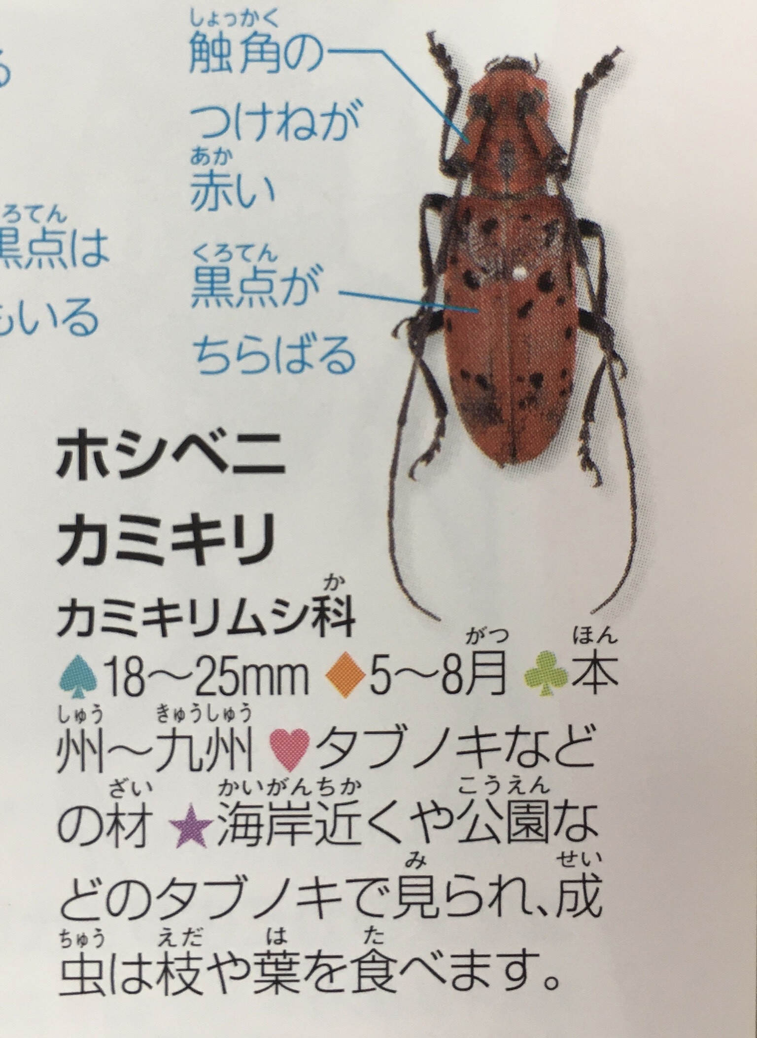 What is this red orange insect with black dots found in Japan? - ECHEMI