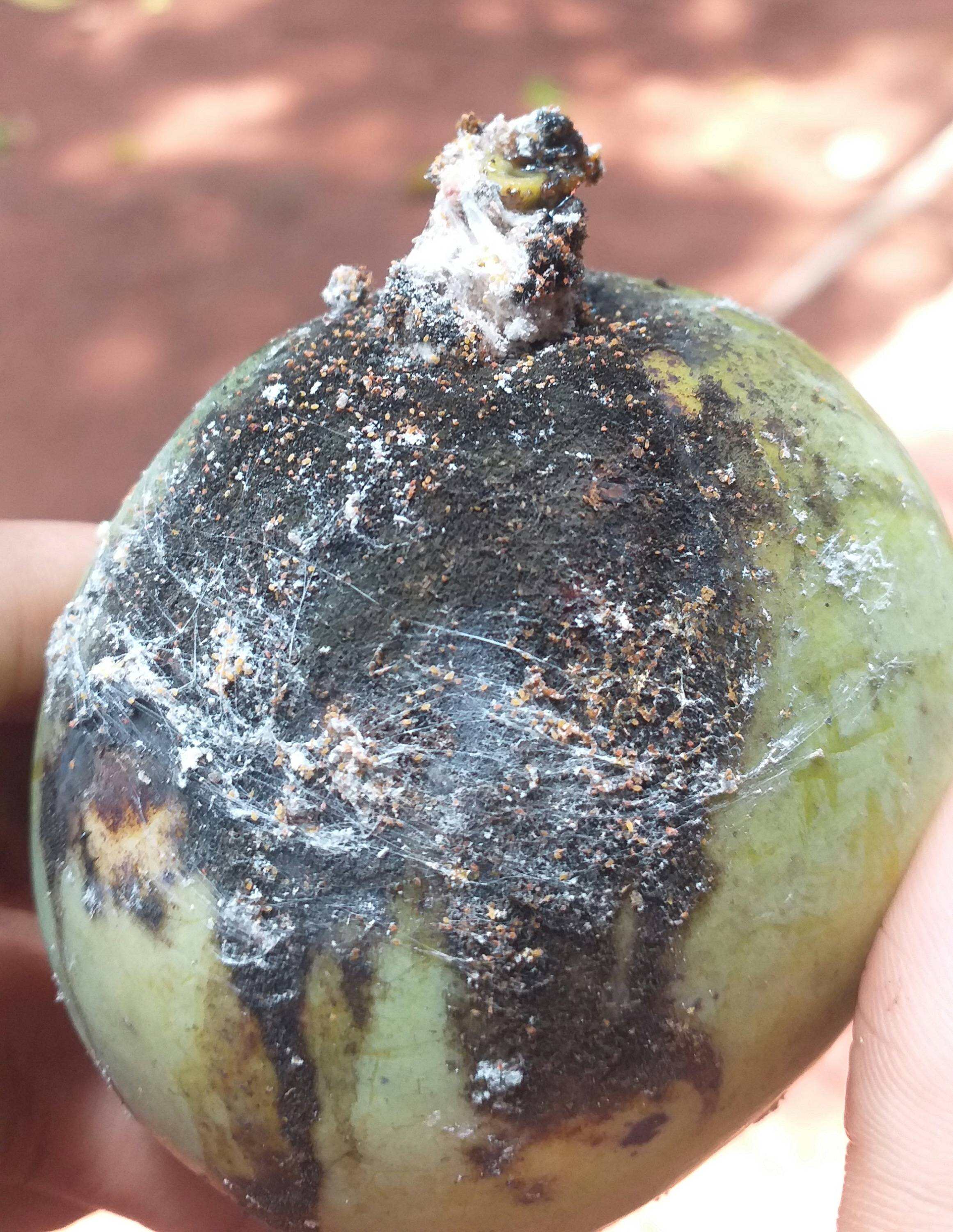 What disease / parasite / fungi has affected the mango in the picture ...