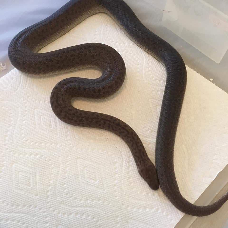 Differentiating Antaresia (Children's Complex) Pythons using something ...
