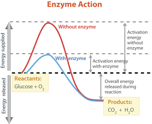 Reaction Graph