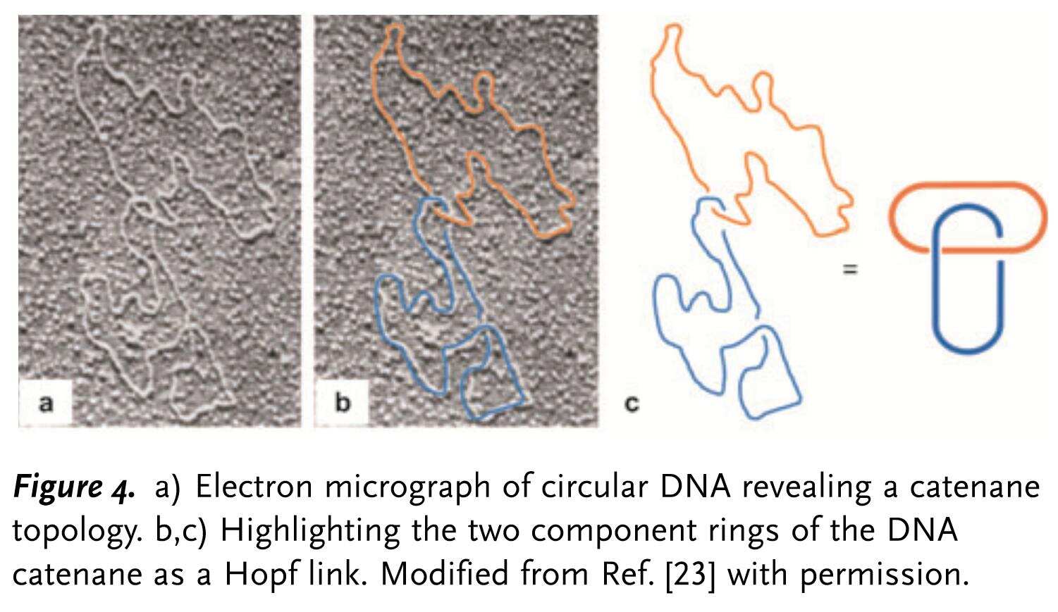 DNA Topology of two circular chromosomes - ECHEMI
