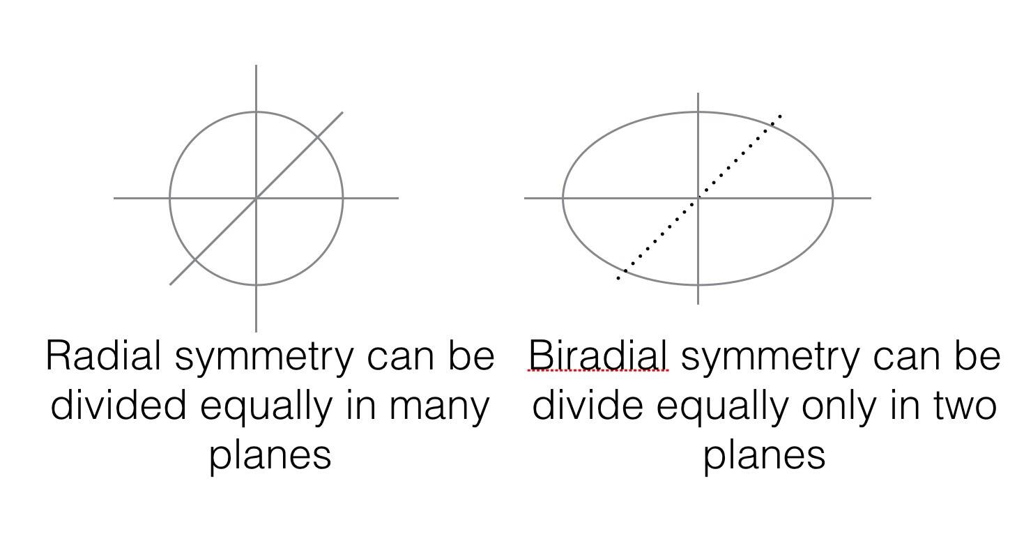 What is Biradial Symmetry? - ECHEMI