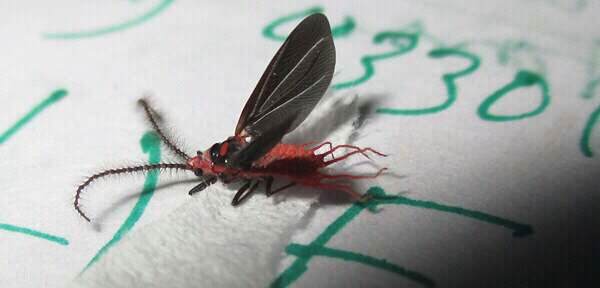 Help me identify this insect from Bangladesh - ECHEMI