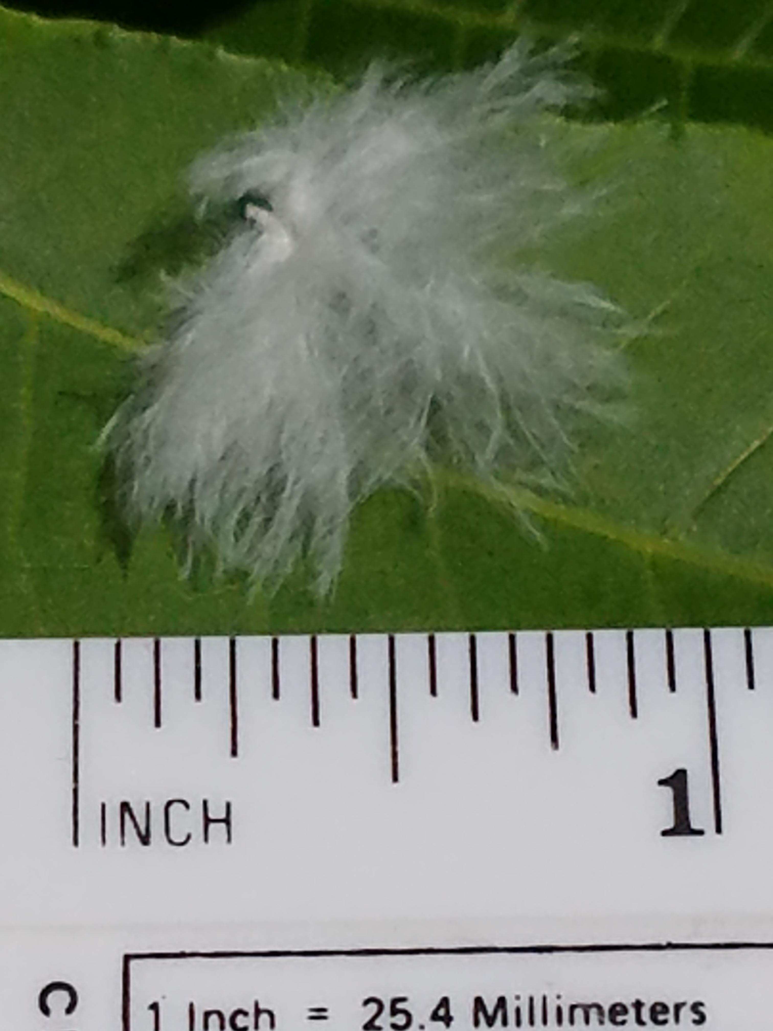 What is this feather like bug with no legs? - ECHEMI