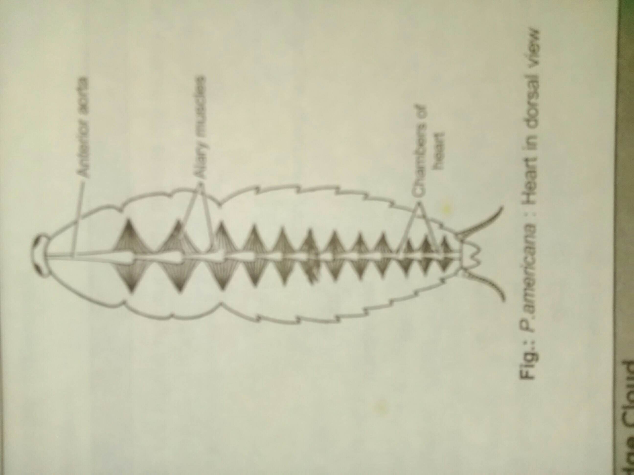 Are tergo-sternal muscles of cockroach involved in blood circulation ...