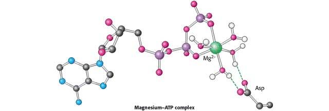 Why is a magnesium ion essential for ATP activity in enzymic reactions ...