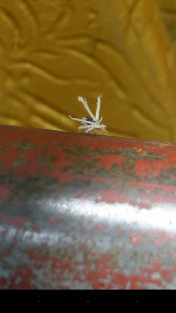 What is this white-winged insect from Hong Kong? - ECHEMI