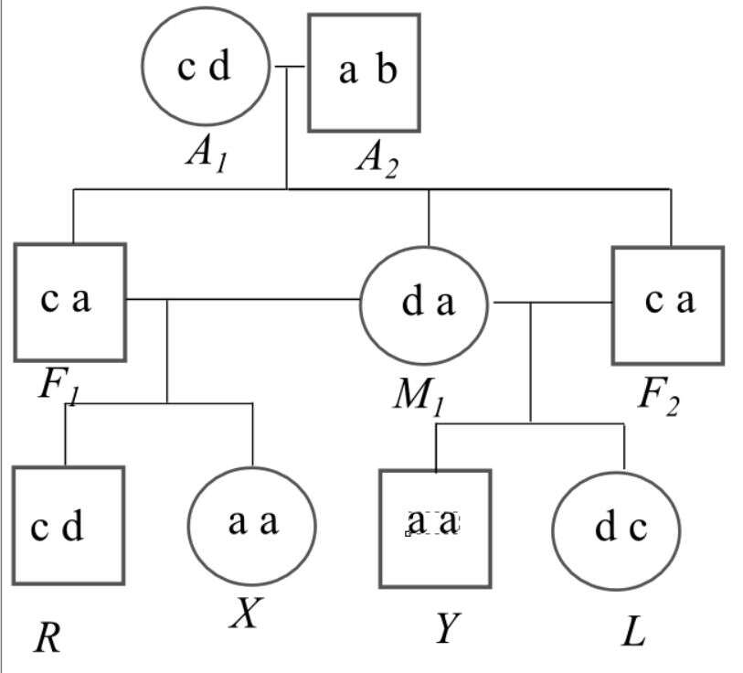 IBD-value in pedigree with inbreeding - ECHEMI