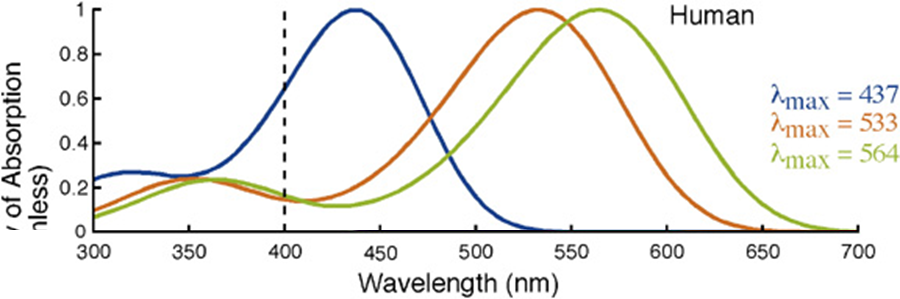 What portion of the electromagnetic spectrum do cats see? - ECHEMI