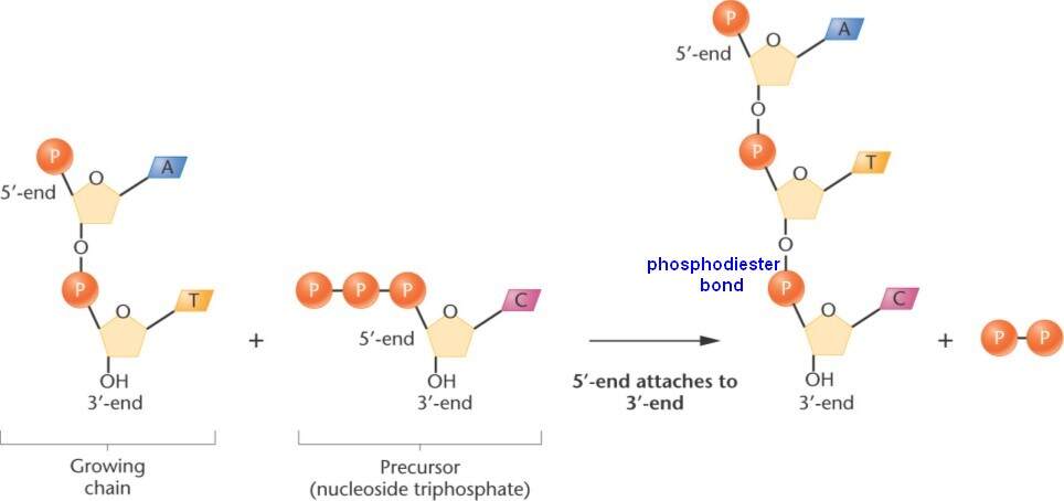 What does this equation about DNA replication mean? - ECHEMI