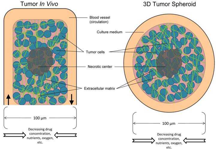 What are multicell spheroids? - ECHEMI