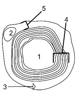 How does core-conductor model correspond to an actual neuron? - ECHEMI