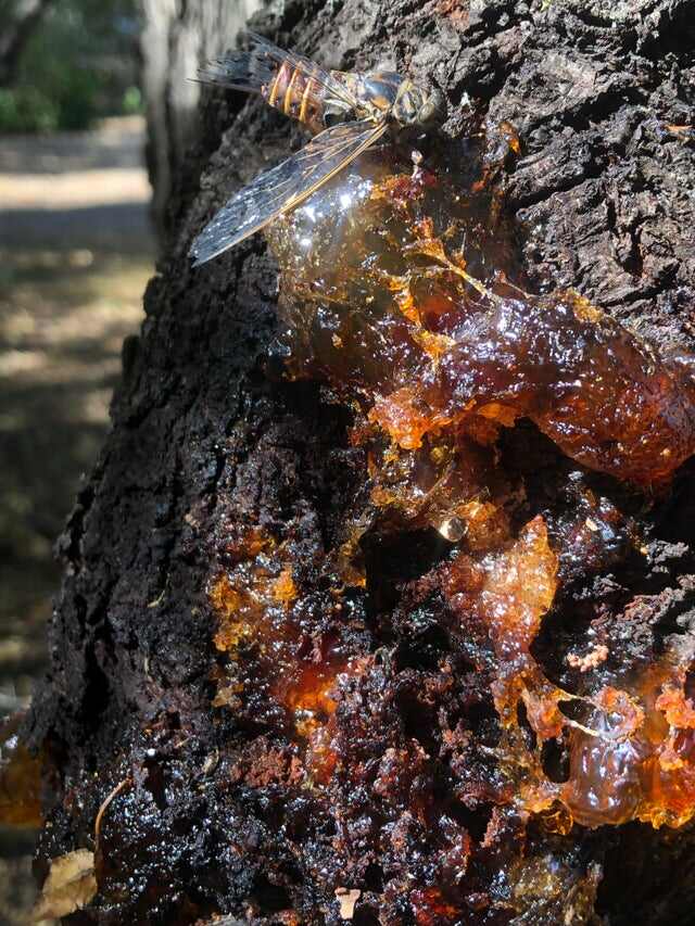 Is this a weird sap formation, or a type of mold? Info in comments - ECHEMI