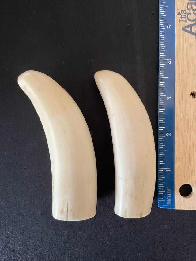 Please help identify! Are they teeth or tusk, and from what animal ...