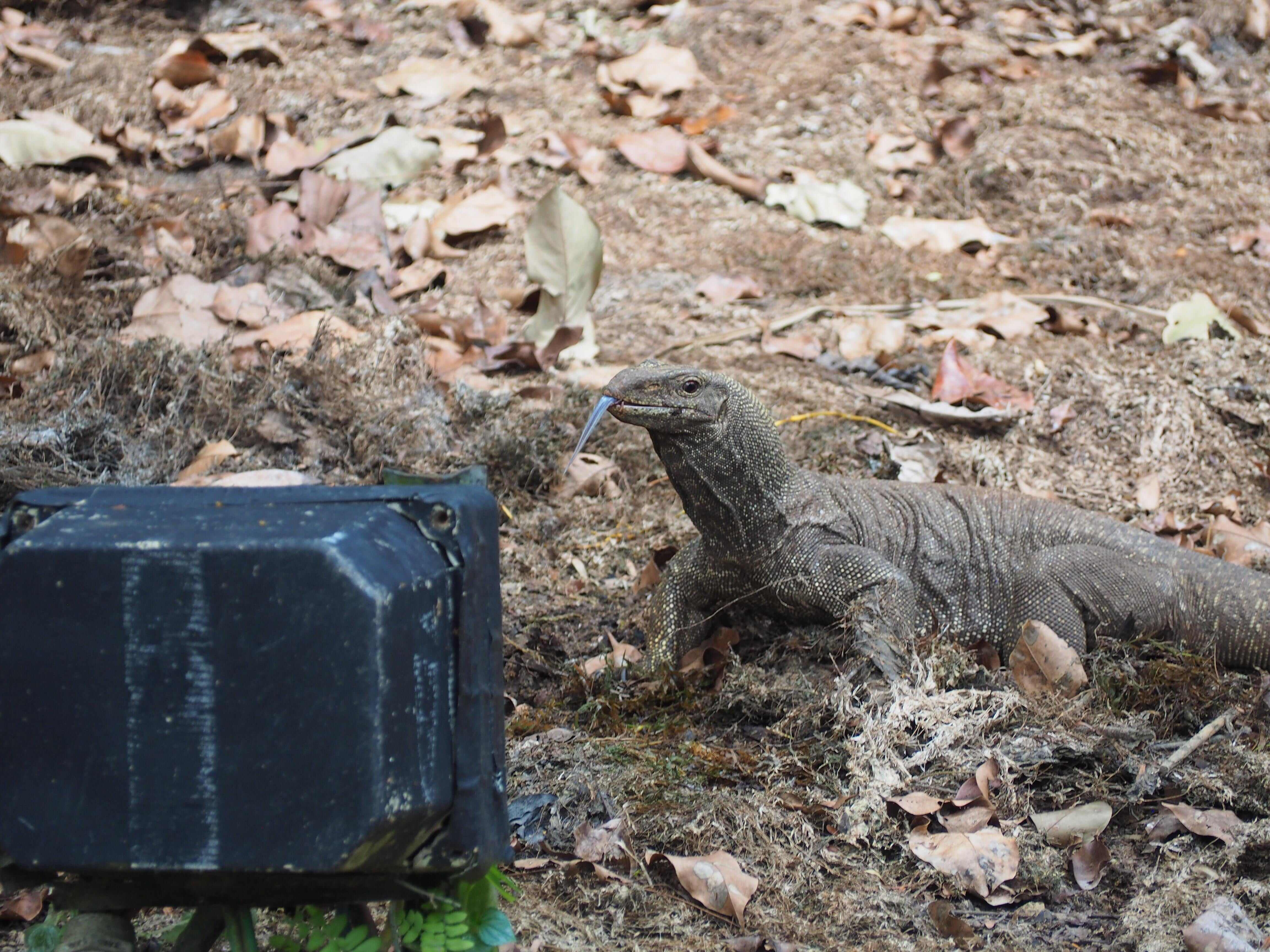 water monitor lizards!!! took some sick ass photos :))) - ECHEMI