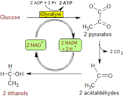 What is the difference between lactic acid homofermentation and... - ECHEMI
