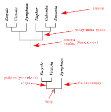 What is an apomorphy? What is a plesiomorphy? Can someone confirm these ...
