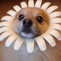 What is the difference between the PG and Pi of the instrument? - ECHEMI