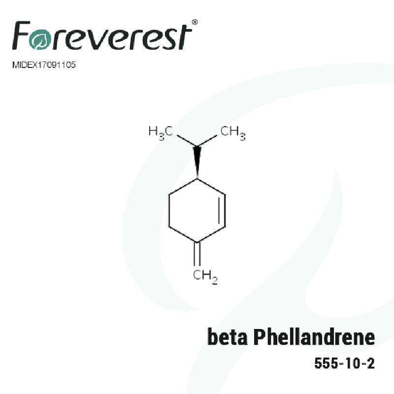 Buy beta-Phellandrene 80% Flavors and Fragrances Grade from Foreverest ...