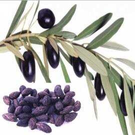Buy Olive Kernel Oil (CO2 Extract) Food Grade from Dogal Destek ...