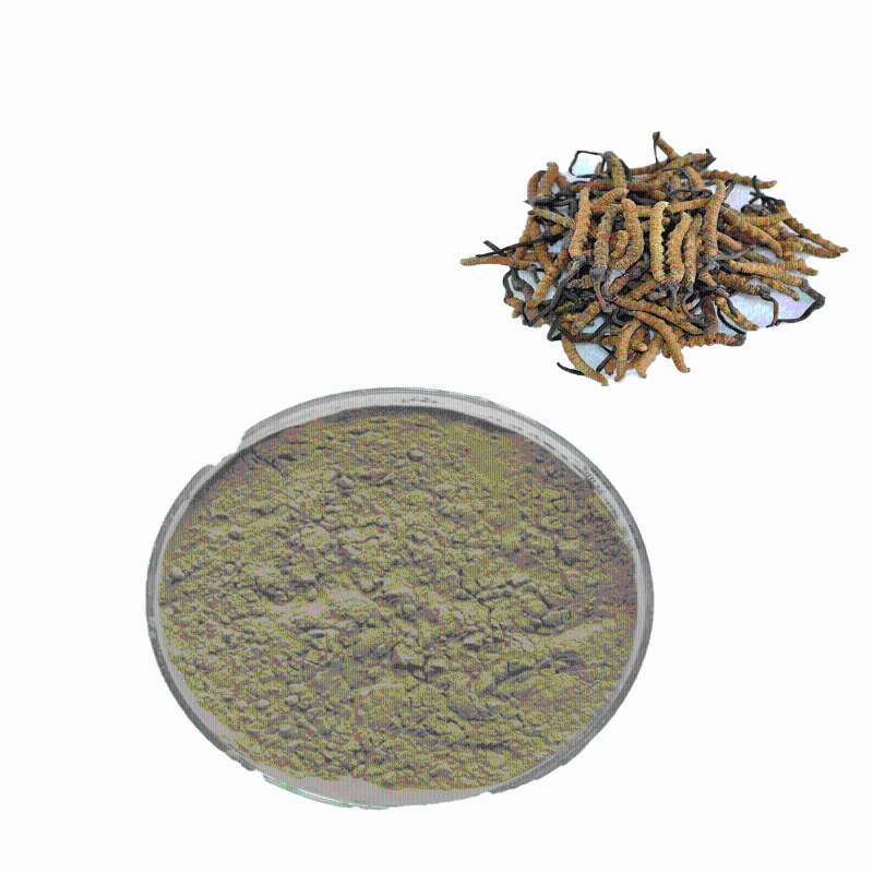 Buy Cordyceps Mycelium Extract Paecilomyces hepiali extract Food Grade ...