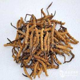 Buy Cordyceps Mycelium Extract Paecilomyces hepiali extract Food Grade ...