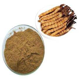 Buy Cordyceps Mycelium Extract Paecilomyces hepiali extract Food Grade ...