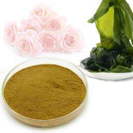 Buy Sea Kelp Extract Fucoxanthin HPLC Pharmacy Grade from Changsha ...