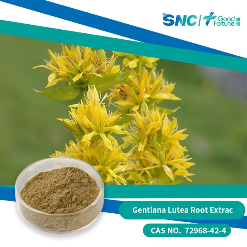 Buy Gentiana Lutea Root Extract SNC | Good Fortune pharmaceutical grade ...