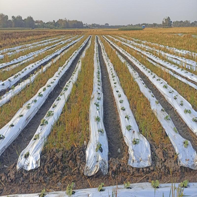 Buy PBAT;Plant Fiber Bio-materials from Chongqing ChangFeng Chemical Co ...