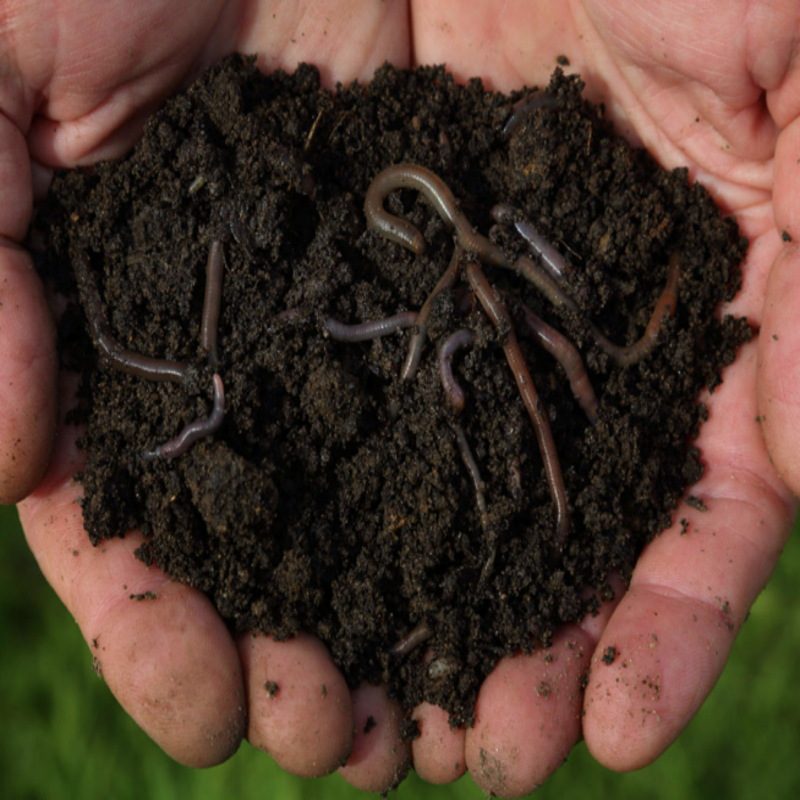 Buy Vermicompost (Worm Compost) Fertilizer Premium Organic Fertilizer ...